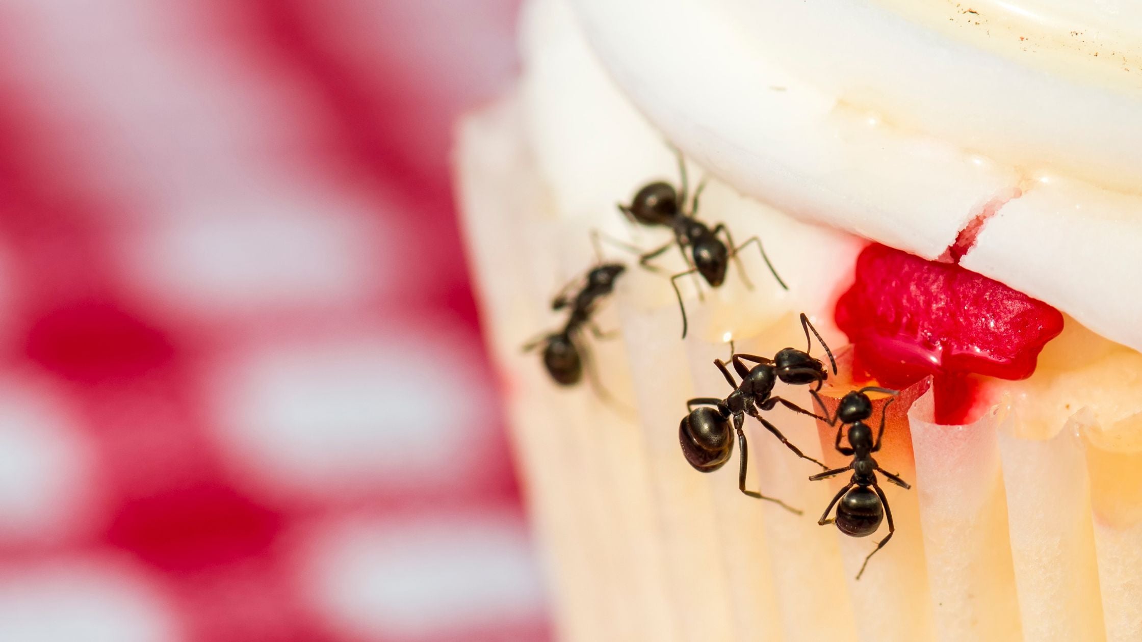 Simple Strategies to Prevent Ants – Grandpa Gus