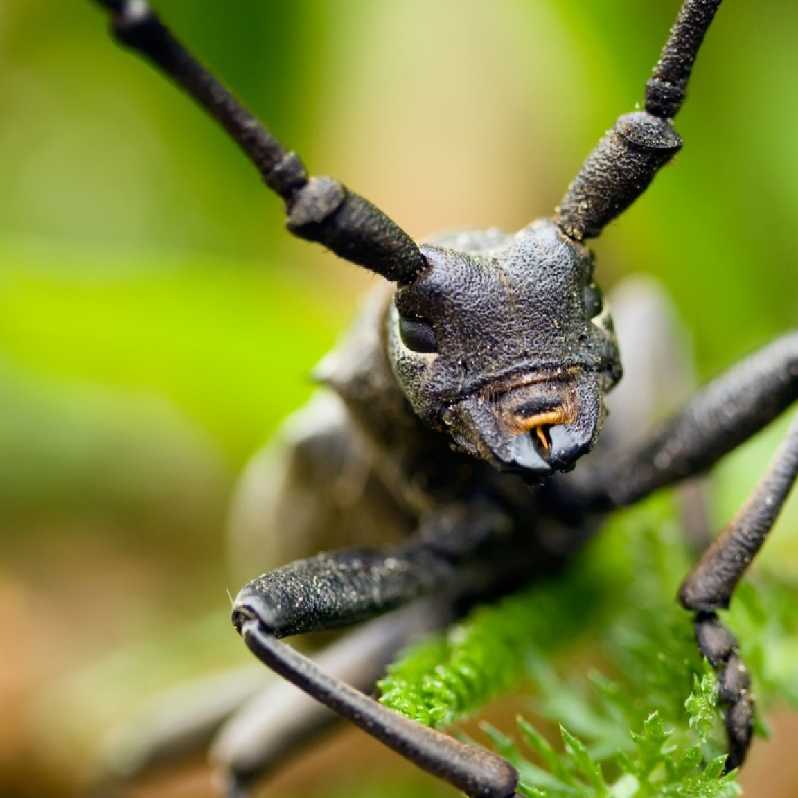 5 Tips to Prevent Rodents – Grandpa Gus